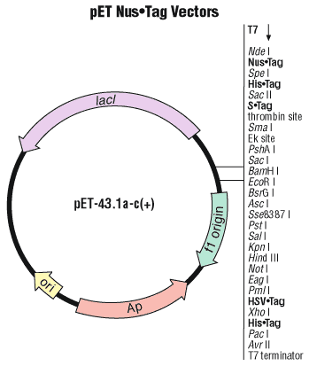 NusA技术标签载体pET NusA,pET-44 vector (pET-44a(+), pET-44b(+) and pET-44c(+) - Biovector质粒载体菌种细胞蛋白抗体 ...