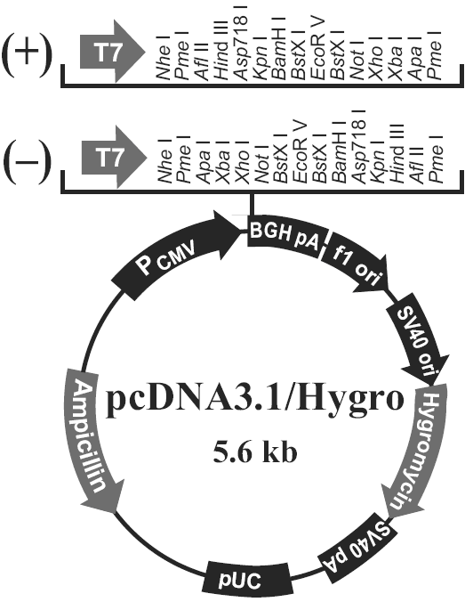 pcDNA3.1/Hygro(+)质粒载体图谱序列价格报价Biovector质粒库 - Biovector质粒载体菌种细胞蛋白抗体基因保藏中心-NTCC典型培养物保藏中心