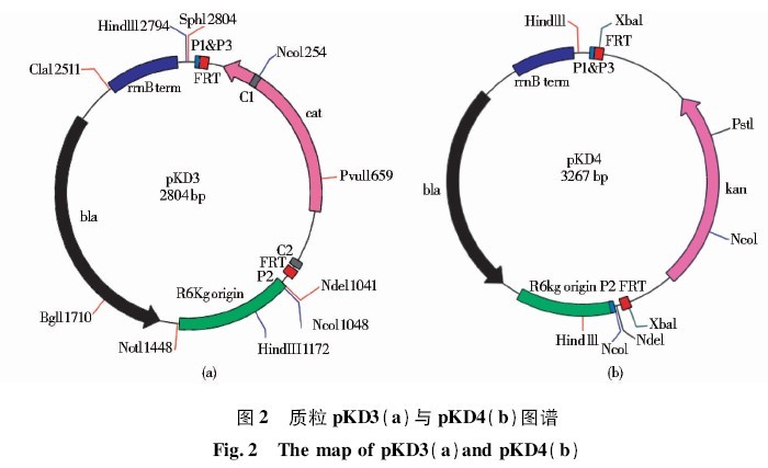 基因敲除重组质粒pKD4,pCP20,pKD46,pKD3,pCVD442,pk18mobsacB,p2NIL - Biovector质粒载体菌种细胞蛋白抗体基因保藏中心-NTCC典型培养物保藏中心