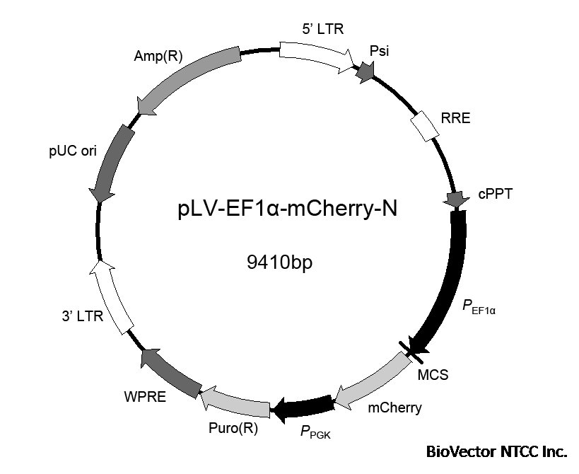 pLV-EF1a-mCherry-N慢病毒红色荧光表达载体-BioVector NTCC质粒载体菌种细胞蛋白抗体基因保藏中心 - Biovector质粒载体菌种细胞蛋白抗体基因保藏中心 ...