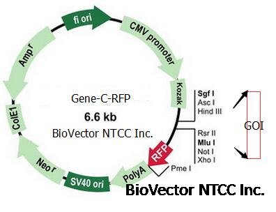 Gene-C-RFP红色荧光亚细胞定位质粒-BioVector NTCC质粒载体菌种细胞蛋白抗体基因保藏中心 - Biovector质粒载体菌种细胞蛋白抗体基因保藏中心-NTCC典型培养物保藏中心