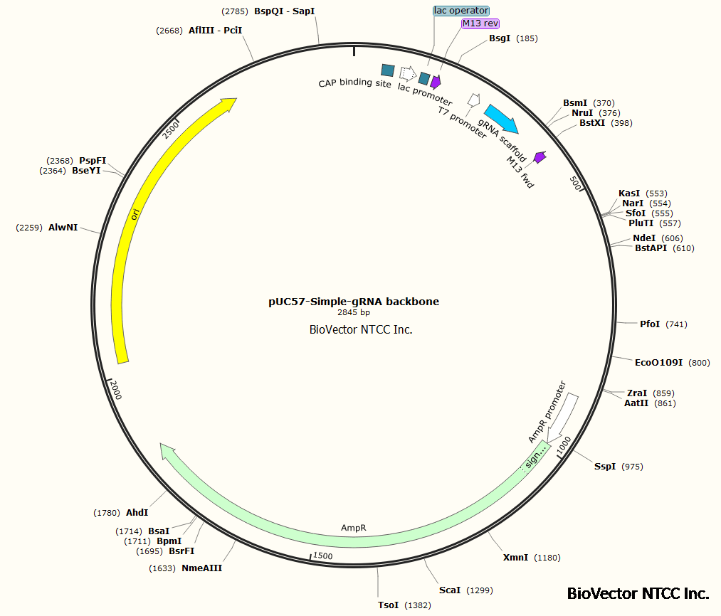 pUC57-Simple-gRNA backbone爪蟾基因编辑CRISPR-Cas9系统gRNA表达载体-BioVector NTCC质粒载体菌种细胞蛋白抗体基因保藏中心 ...