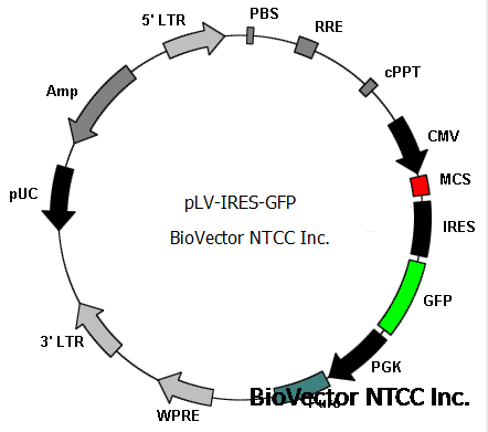 pLV-IRES-GFP-Puro慢病毒绿色荧光过表达载体 BioVector NTCC质粒载体菌种细胞基因保藏中心 - Biovector质粒载体菌种细胞蛋白抗体基因保藏中心-NTCC典型 ...