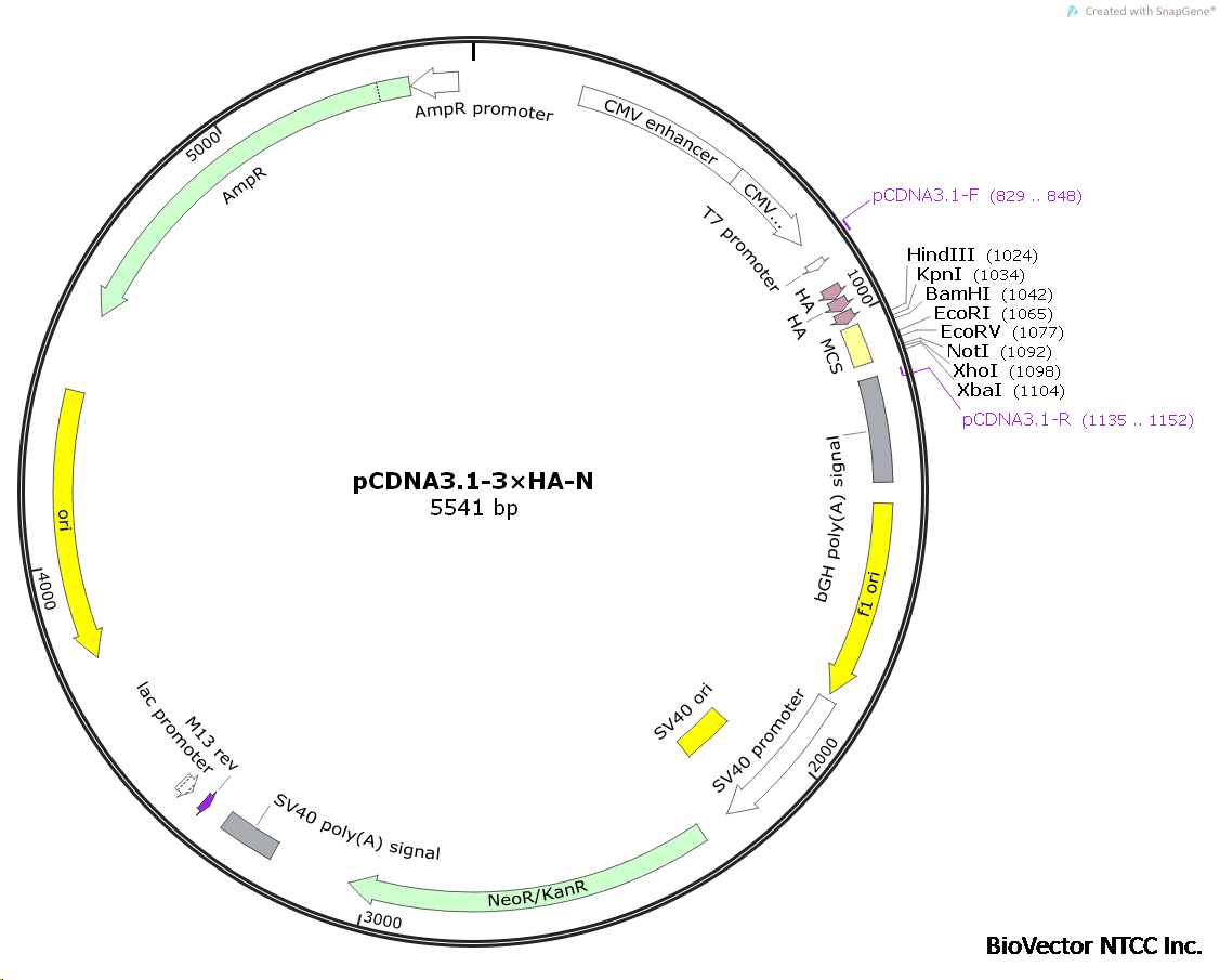 pCDNA3.1-3×HA-N细胞表达质粒载体 - Biovector质粒载体菌种细胞蛋白抗体基因保藏中心-NTCC典型培养物保藏中心